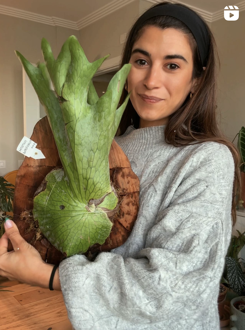 Plantitis Crónica – Okiko/Creatives